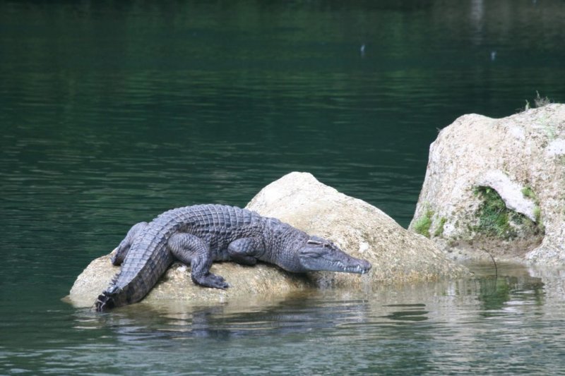 Man killed in crocodile attack in Philippines | News.az